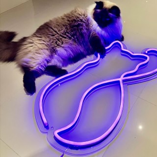 Custom Neon® Pet Signs & Art - LED Signs & Logos for Pet Services